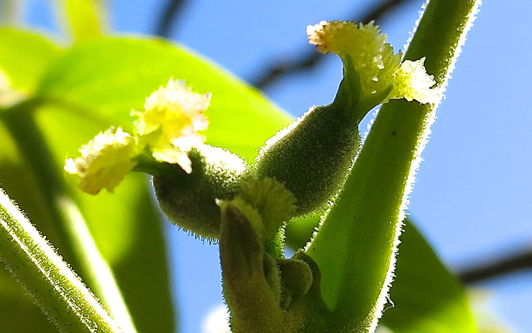 Walnut la flor de la protección y el cambio – mundonuevo.cl