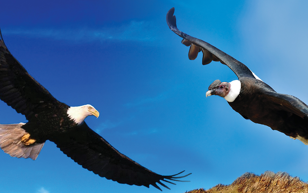 Significado Del Aguila Nativa Americana