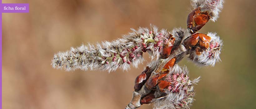 Aspen, Flor de la visión – mundonuevo.cl